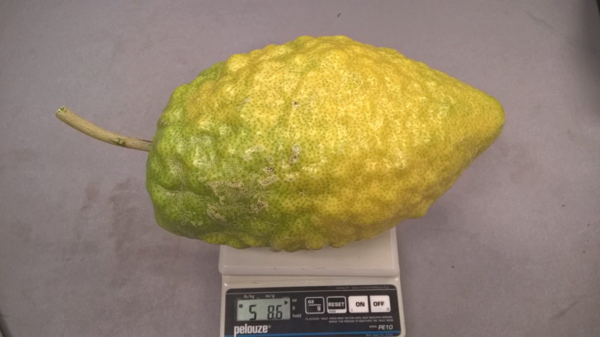 Giant Esrog – 5.5 lbs grown in Dallas from Zaide Reuven's Esrog | Zaide ...