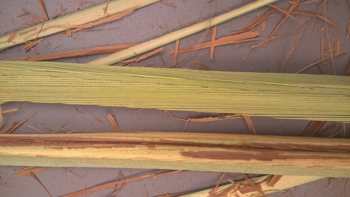 What is the brown covering on the lulav? Is it mold? | Zaide Reuven's ...
